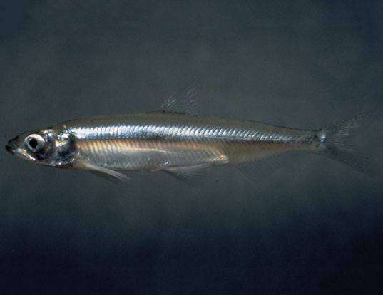DELTA SMELT LIFE EXPECTANCY