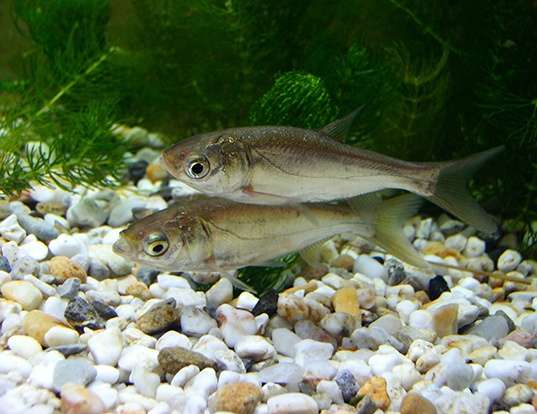 SILVER CARP LIFE EXPECTANCY