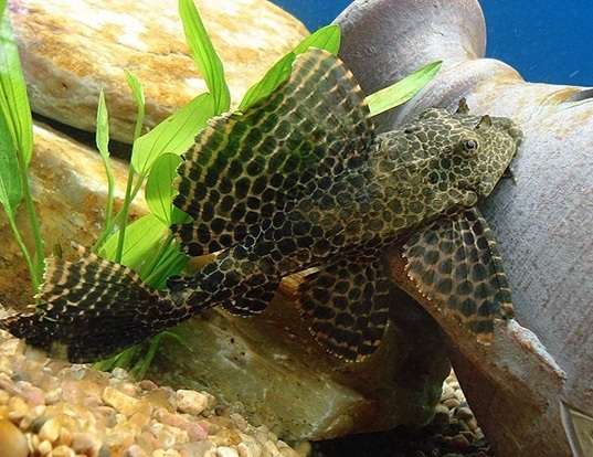 AFRICAN BUTTER CATFISH LIFE EXPECTANCY