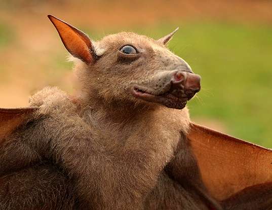 WHITE-LINED BROAD-NOSED BAT LIFE EXPECTANCY