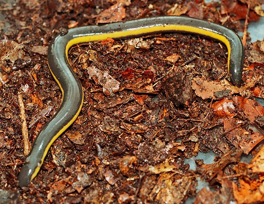 KOA TAO ISLAND CAECILIAN LIFE EXPECTANCY