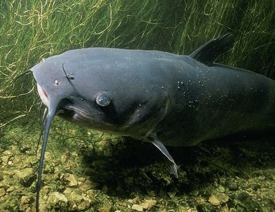 WELS CATFISH LIFE EXPECTANCY