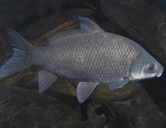 SMALLMOUTH BUFFALO LIFE EXPECTANCY