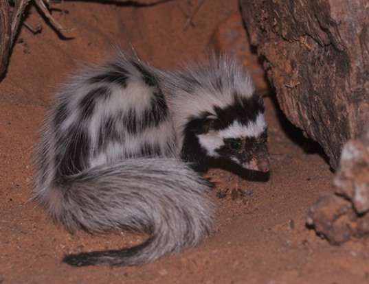LIBYAN STRIPED WEASEL LIFE EXPECTANCY
