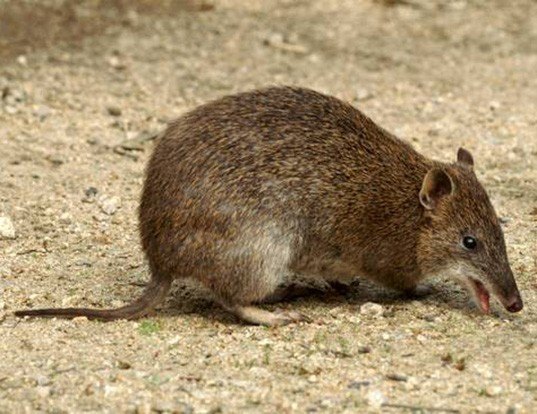 SOUTHERN BROWN BANDICOOT LIFE EXPECTANCY