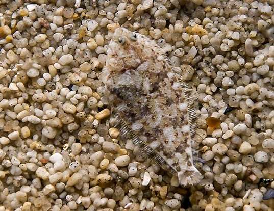 STONE FLOUNDER LIFE EXPECTANCY