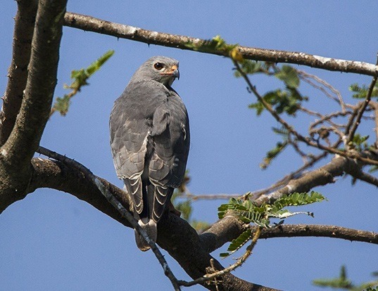 LIZARD BUZZARD LIFE EXPECTANCY