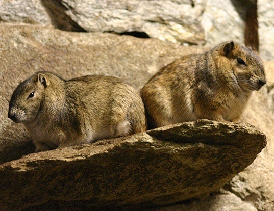 PATAGONIAN CAVY LIFE EXPECTANCY