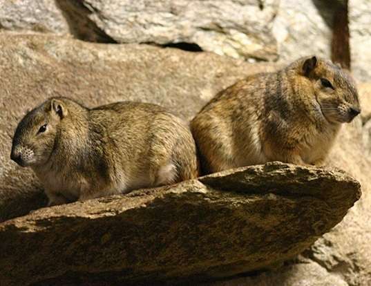 ROCK CAVY LIFE EXPECTANCY