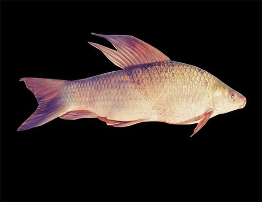 ROHU LIFE EXPECTANCY