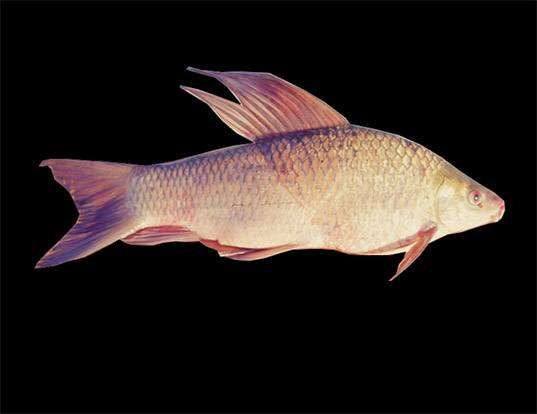 HUNYANI LABEO LIFE EXPECTANCY