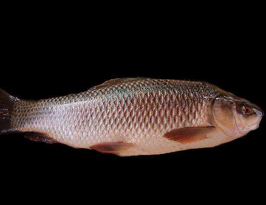 ROHU LIFE EXPECTANCY