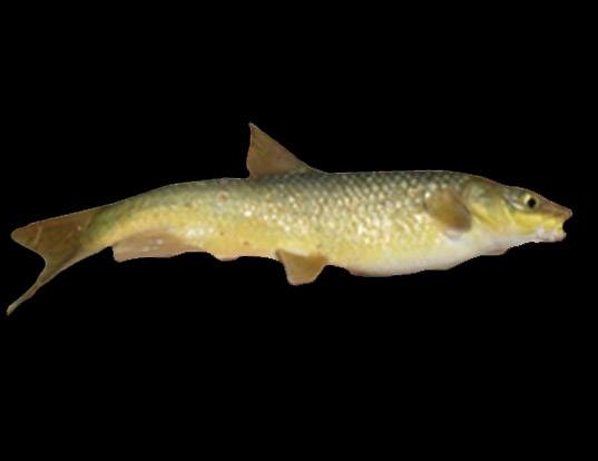 VAAL-ORANGE SMALLMOUTH YELLOWFISH LIFE EXPECTANCY