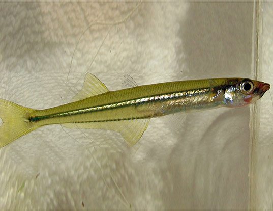 INLAND SILVERSIDE LIFE EXPECTANCY