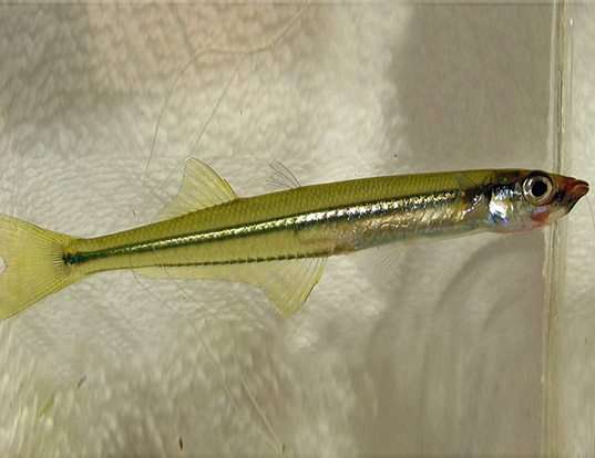 BROOK SILVERSIDE LIFE EXPECTANCY