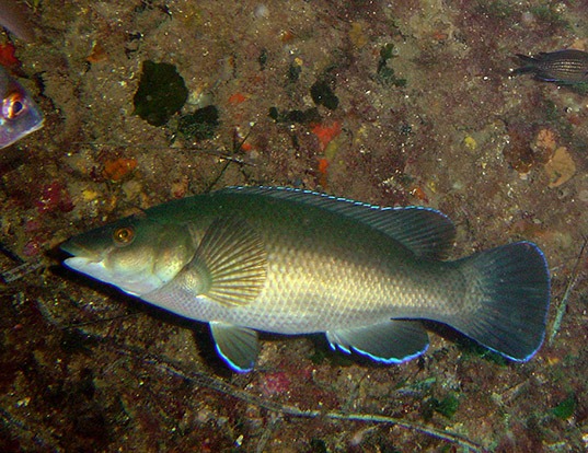 BROWN WRASSE LIFE EXPECTANCY