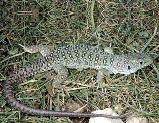 EUROPEAN EYED LIZARD LIFE EXPECTANCY