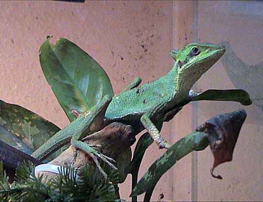 EASTERN CASQUEHEAD IGUANA LIFE EXPECTANCY
