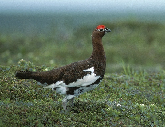 WHITE-TAILED PTARMIGAN LIFE EXPECTANCY