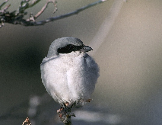 LOGGERHEAD SHRIKE LIFE EXPECTANCY