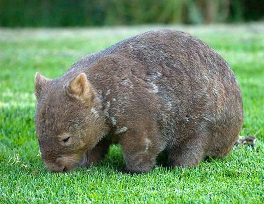 NORTHERN HAIRY-NOSED WOMBAT LIFE EXPECTANCY