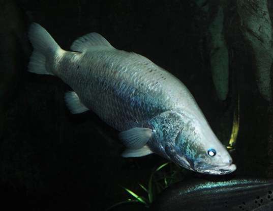 NILE PERCH LIFE EXPECTANCY