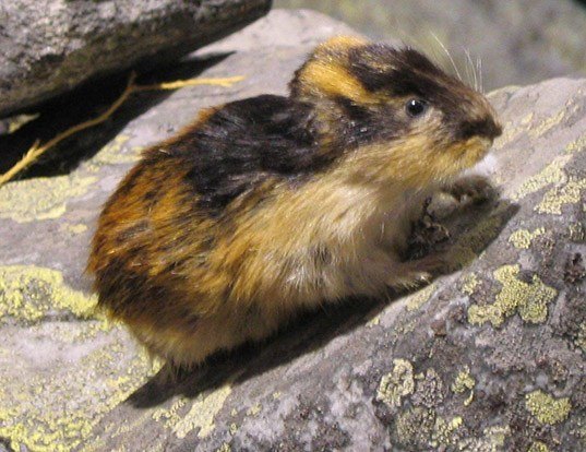 STEPPE LEMMING LIFE EXPECTANCY