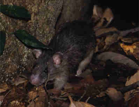 SPINY RAT LIFE EXPECTANCY