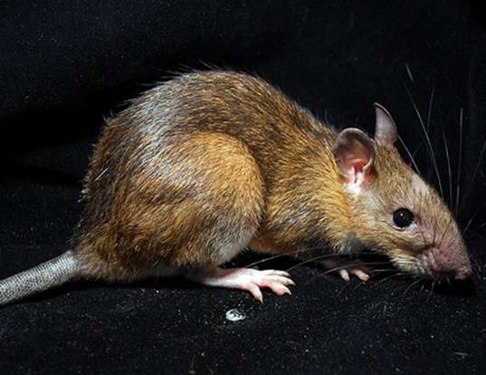 Long Tailed Rat