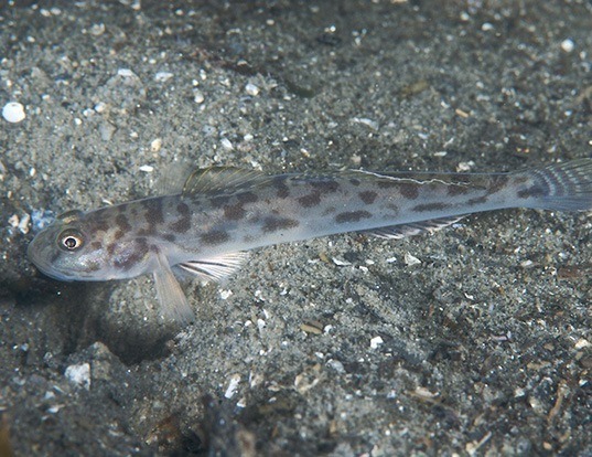 BAY GOBY LIFE EXPECTANCY