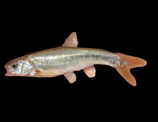 VIRGIN SPINEDACE LIFE EXPECTANCY