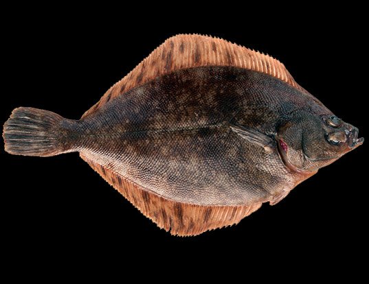 ROCK SOLE LIFE EXPECTANCY