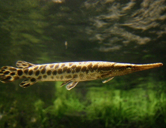 SHORTNOSE GAR LIFE EXPECTANCY