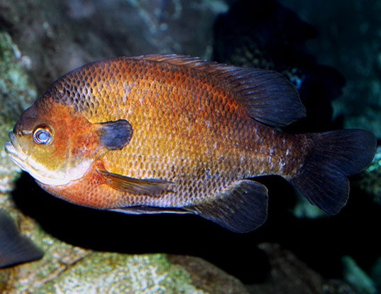 REDBREAST SUNFISH LIFE EXPECTANCY