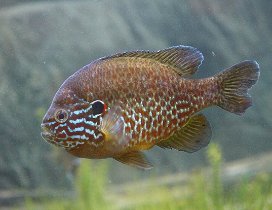 MUD SUNFISH LIFE EXPECTANCY