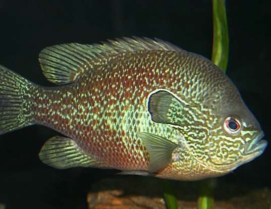 LONGEAR SUNFISH LIFE EXPECTANCY