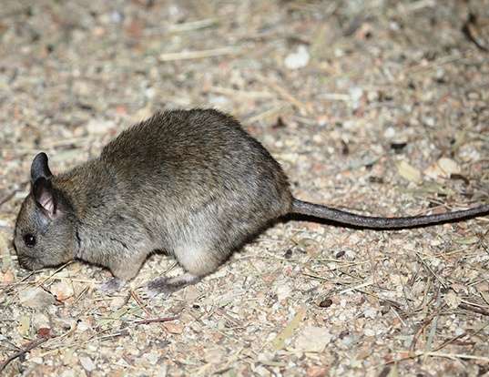 LESSER CANE RAT LIFE EXPECTANCY
