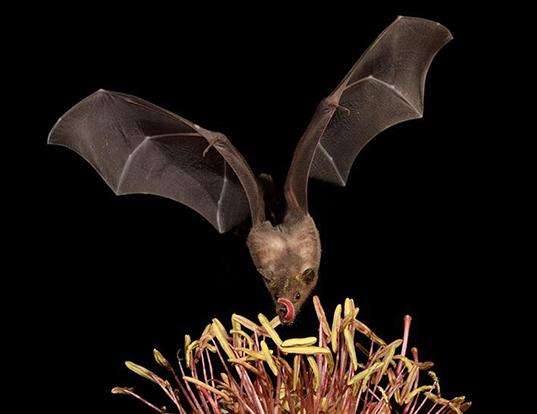 WHITE-LINED BROAD-NOSED BAT LIFE EXPECTANCY