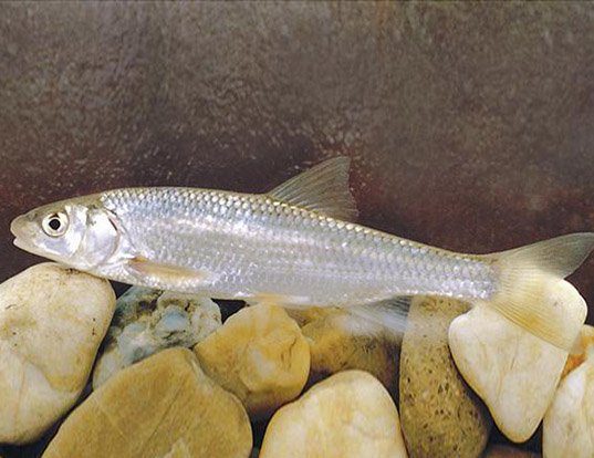 EASTERN BLACKNOSE DACE LIFE EXPECTANCY