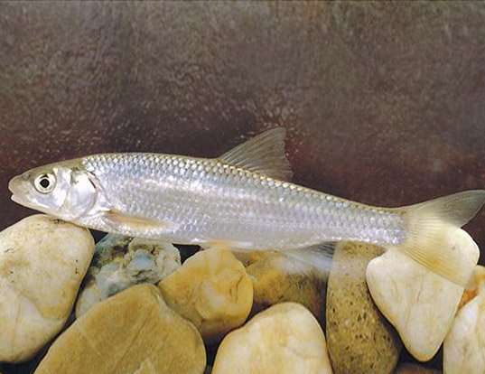 LONGNOSE DACE LIFE EXPECTANCY