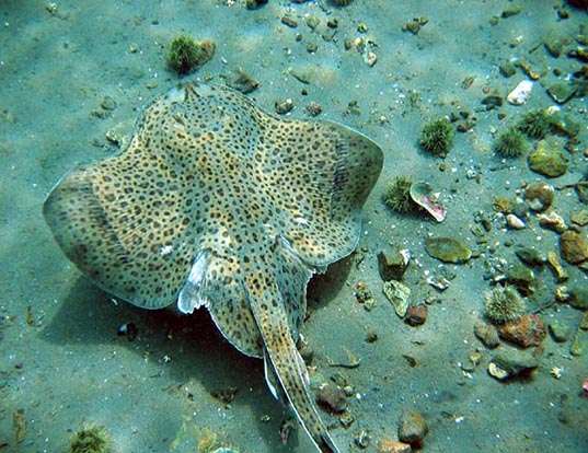 WHITE-DOTTED SKATE LIFE EXPECTANCY