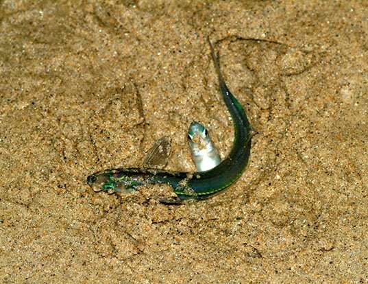 CALIFORNIA GRUNION LIFE EXPECTANCY