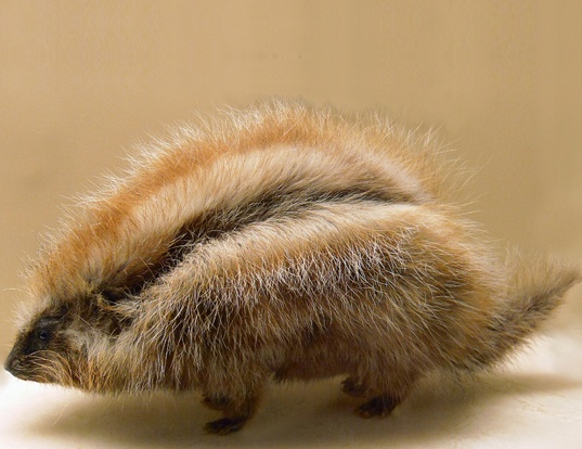 BRUSH-TAILED RABBIT RAT LIFE EXPECTANCY