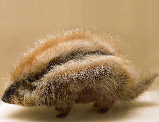 CRESTED RAT LIFE EXPECTANCY