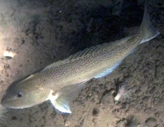 BLUELINE TILEFISH LIFE EXPECTANCY