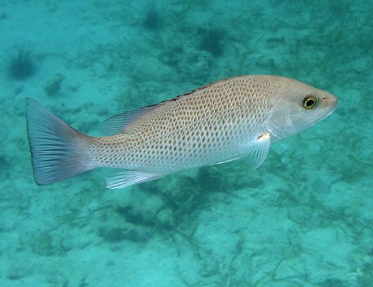 GRAY SNAPPER LIFE EXPECTANCY