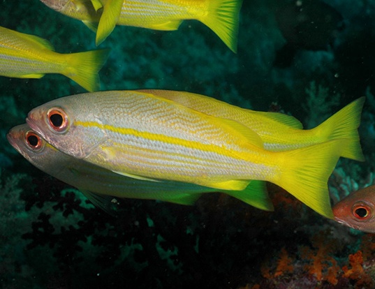 BIGEYE SNAPPER LIFE EXPECTANCY