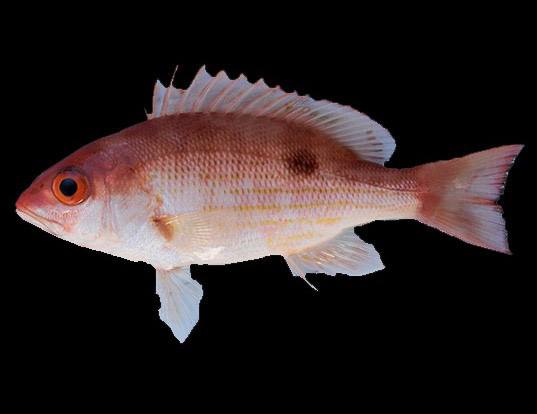 VERMILION SNAPPER LIFE EXPECTANCY