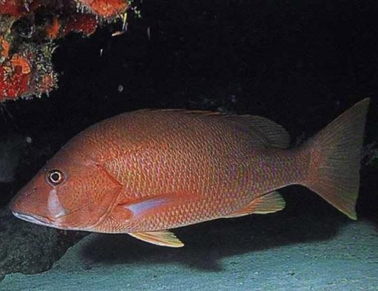 HUMPBACK RED SNAPPER LIFE EXPECTANCY