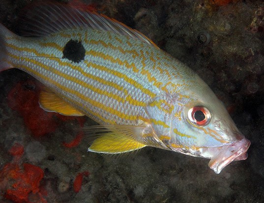 LANE SNAPPER LIFE EXPECTANCY